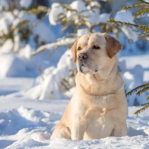 Labrador Retriever PFP