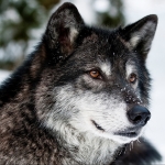 Download Animal Wolf PFP