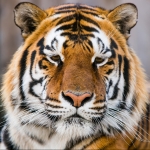 Tiger Pfp