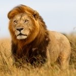 Download Animal Lion PFP