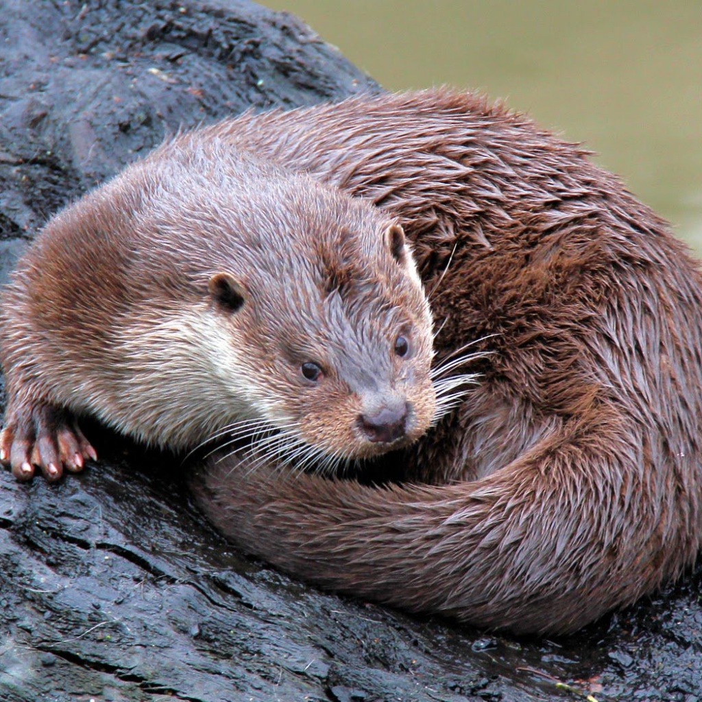 Download Otter Animal PFP