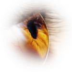 Download Artistic Eye PFP