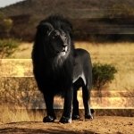 Download Animal Lion PFP