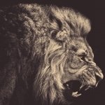 Download Animal Lion PFP