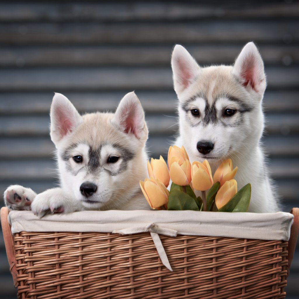 Download Basket Cute Tulip Dog Husky Animal Puppy PFP
