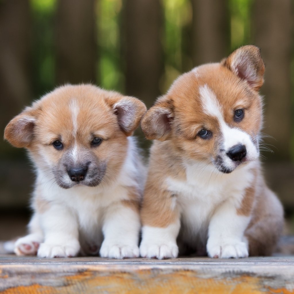 Download Puppy Baby Animal Dog Corgi Animal PFP