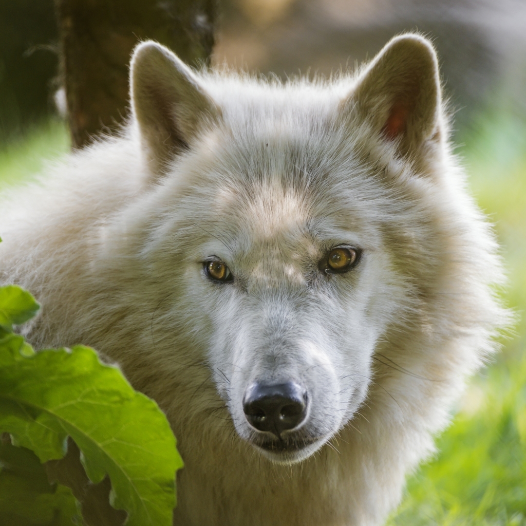 Download Close-up White Wolf Wolf Animal PFP