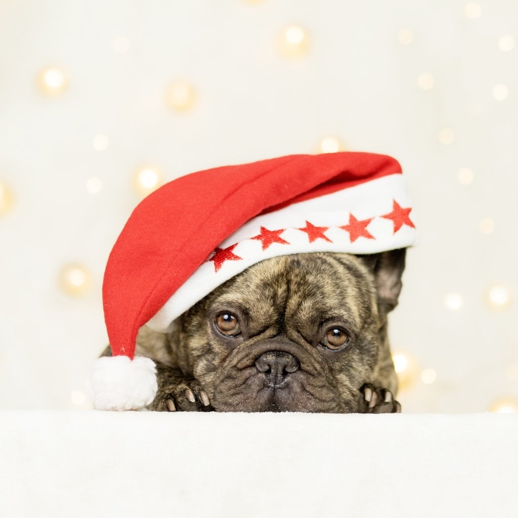 Download Santa Hat French Bulldog Dog Animal PFP