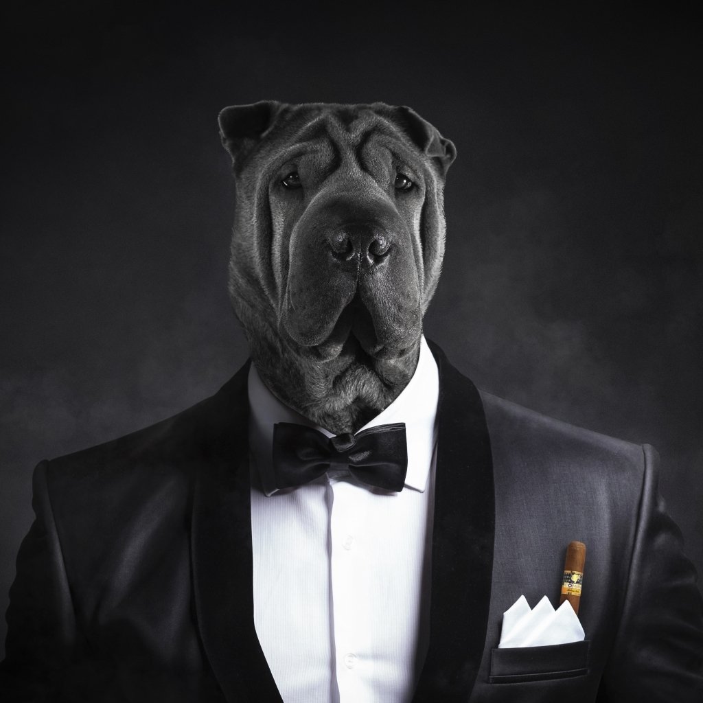 Download Muzzle Suit Dog Funny PFP