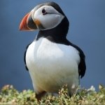 Download Animal Puffin PFP