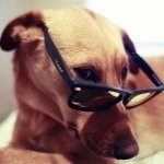 Download Animal Dog PFP