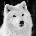 Download Animal Wolf PFP