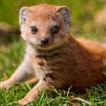 Download Animal Mongoose PFP