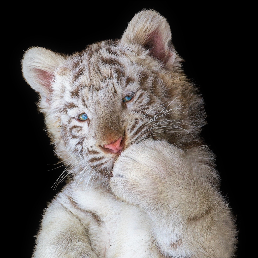 Download Baby Animal Cute Cub White Tiger Animal PFP