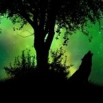 Download Animal Wolf PFP