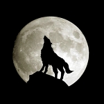 Download Animal Wolf PFP
