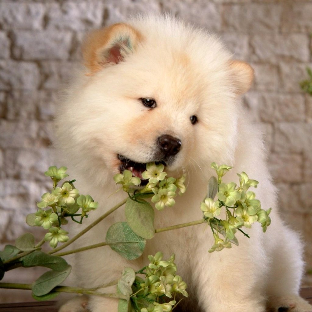 Samoyed Forum Avatar | Profile Photo - ID: 265566 - Avatar Abyss