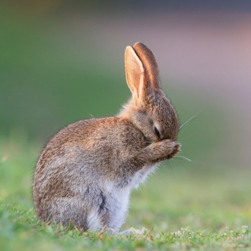 Download Cute Bunny Animal Rabbit PFP