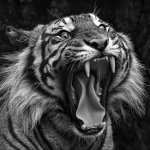 Download Animal Tiger PFP