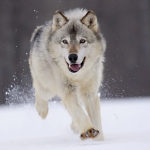 Download Animal Wolf PFP
