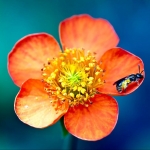 Download Nature Flower PFP