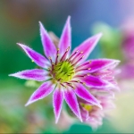Download Nature Flower PFP