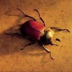 Download Animal Beetle PFP