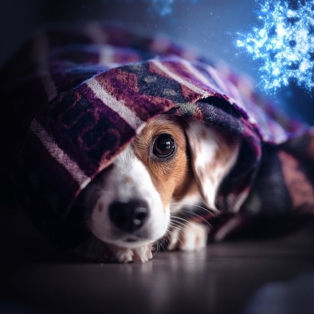 Download Stare Snowflake Dog Animal PFP