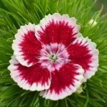 Download Nature Flower PFP