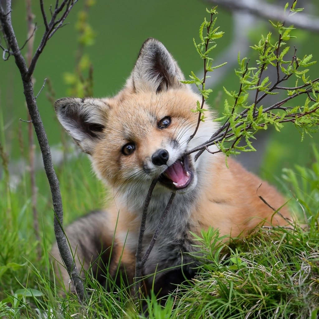 Download Fox Animal PFP