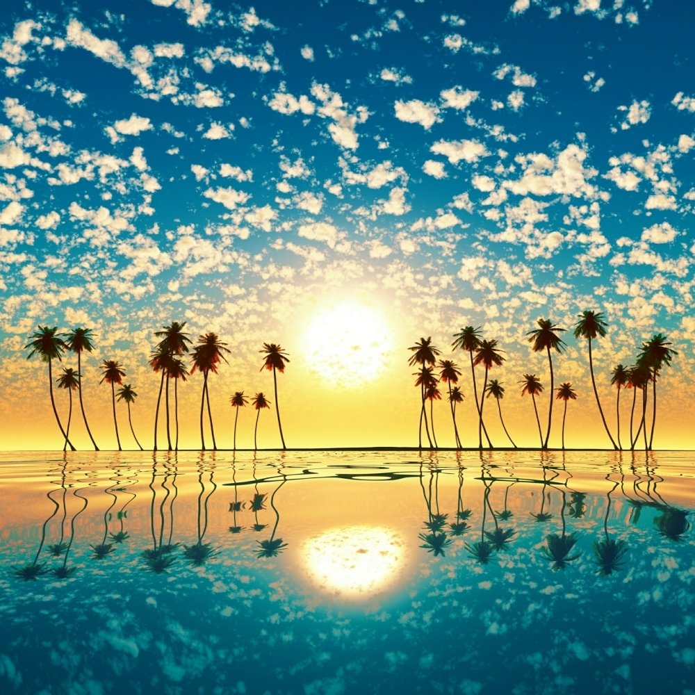 Download Horizon Palm Tree Tropical Sun Nature PFP