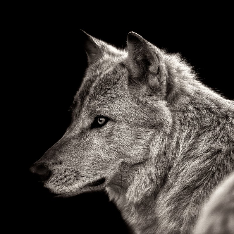 Download Animal Wolf PFP