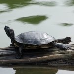 Download Animal Turtle PFP