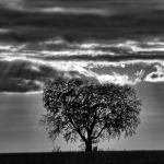 Download Nature Tree PFP