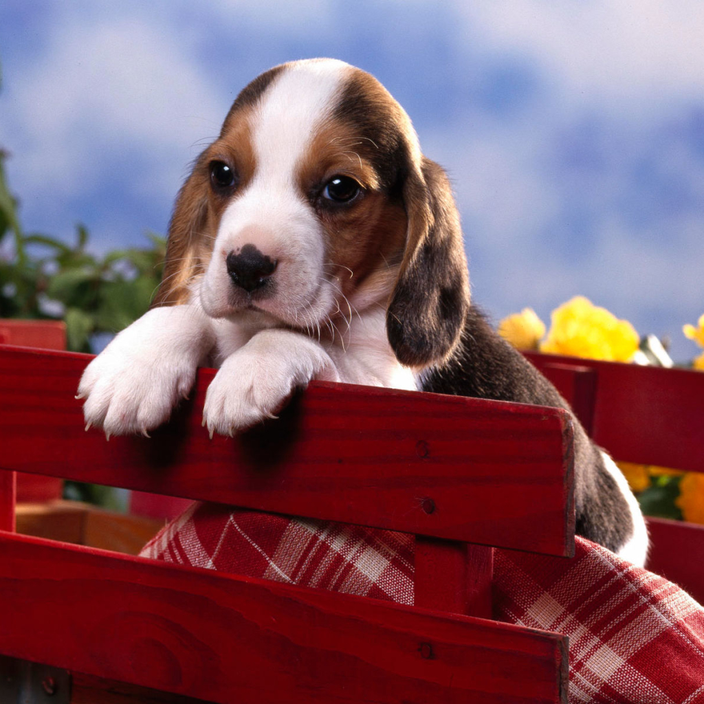 Download Cute Dog Puppy Animal PFP