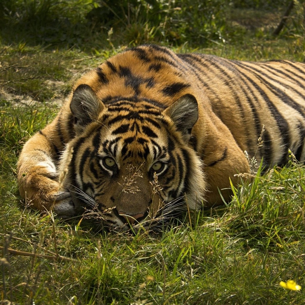 Download Tiger Animal PFP