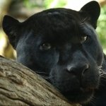 Download Animal Black Panther PFP