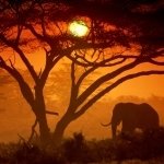 Download Animal Elephant PFP