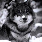Download Animal Wolf PFP