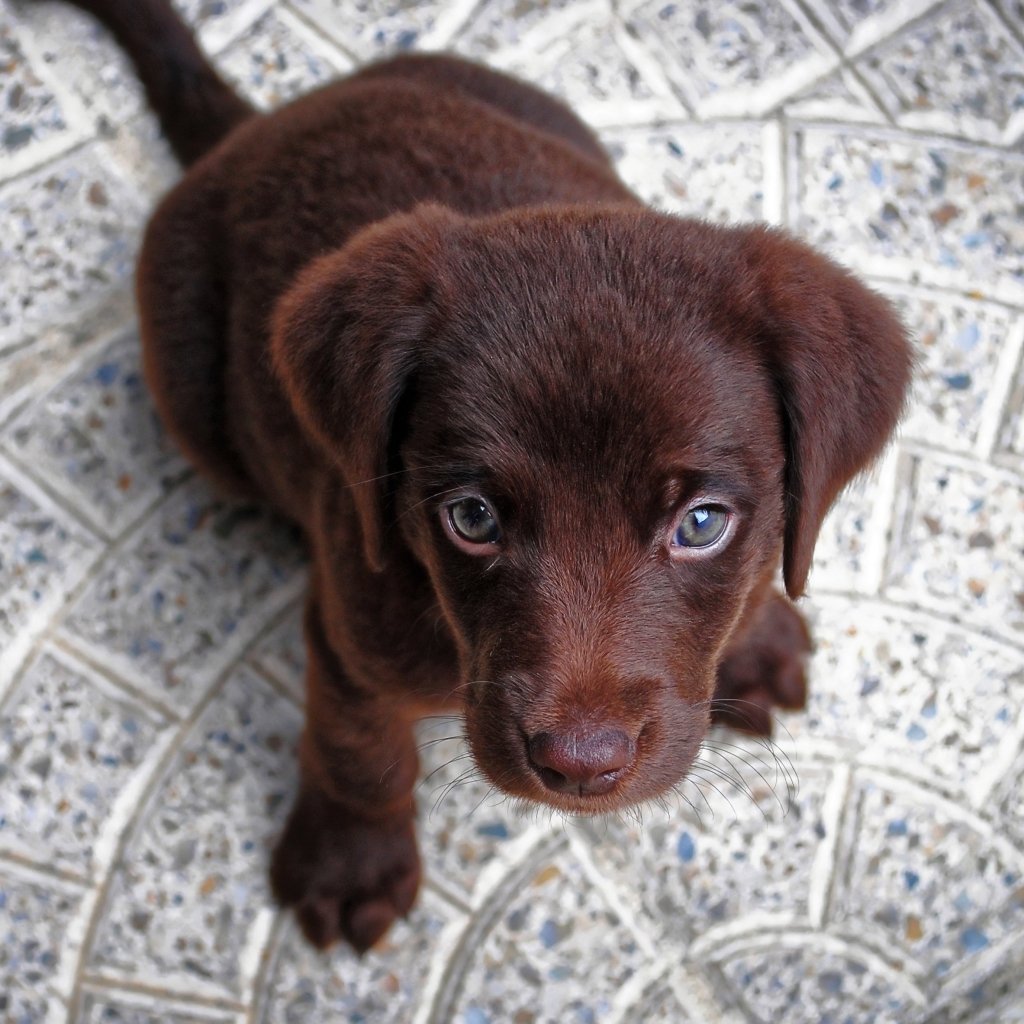 Chocolate Labrador PFP