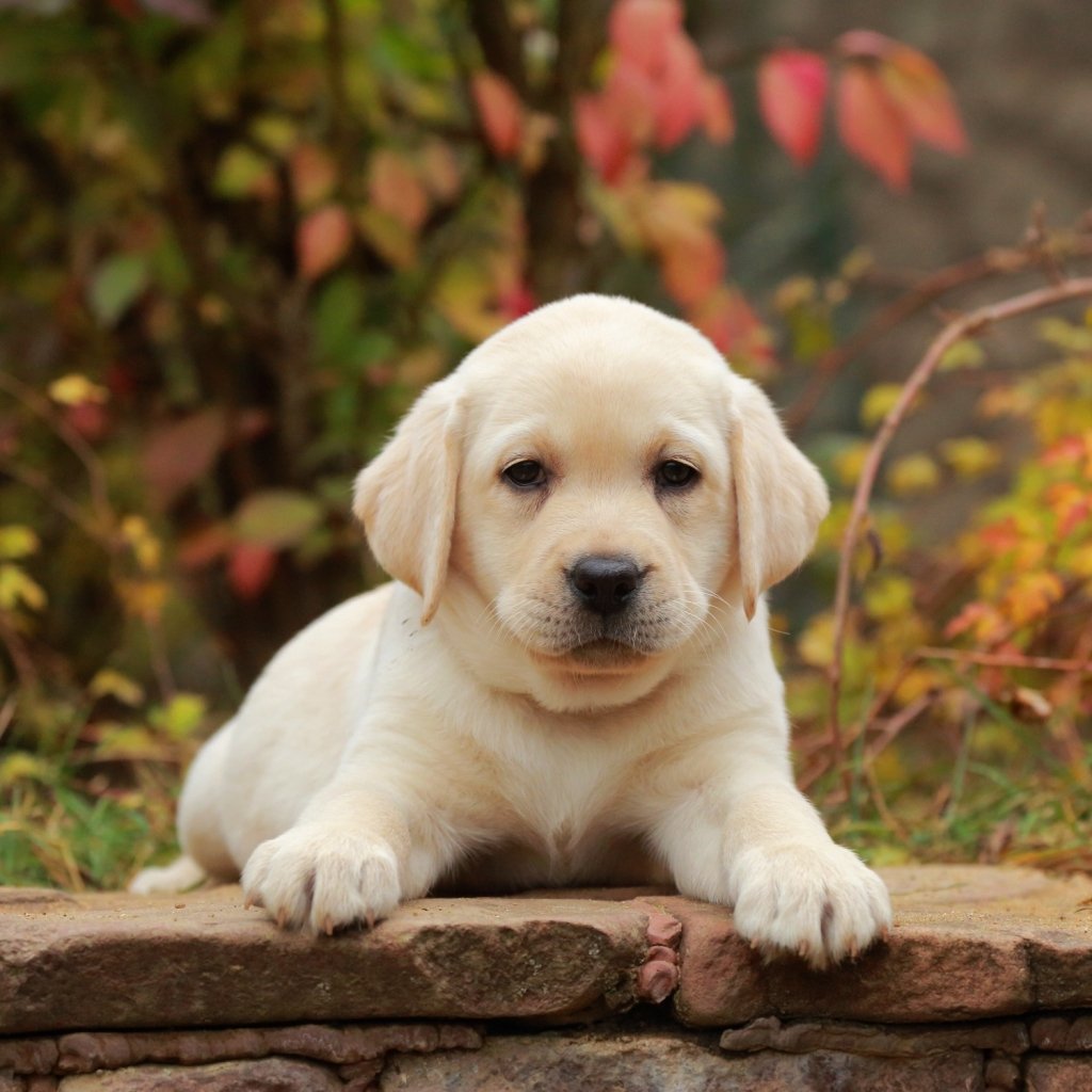 Download Puppy Baby Animal Dog Labrador Retriever Animal PFP