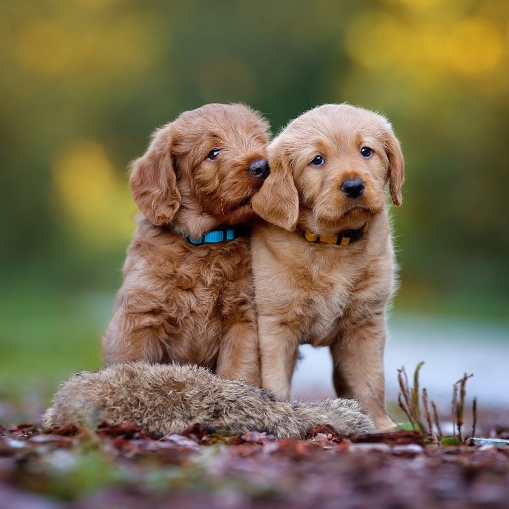 Download Puppy Baby Animal Dog Labrador Retriever Animal PFP