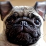 Download Animal Pug PFP