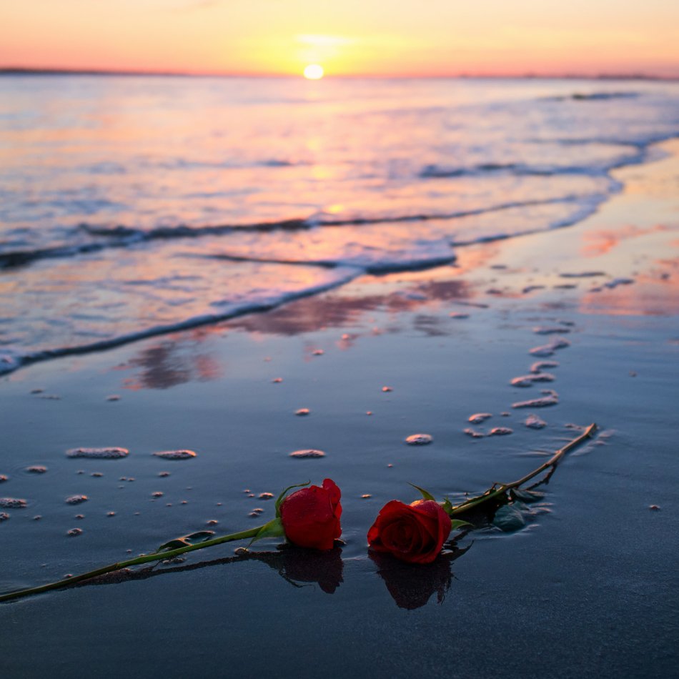 Download Red Rose Flower Sand Beach Horizon Ocean Nature PFP