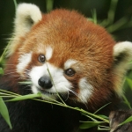 Download Animal Red Panda PFP