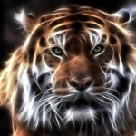 Download Animal Tiger PFP