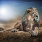 Download Animal Lion PFP