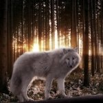 Download Animal Wolf PFP