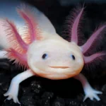 Axolotl PFP
