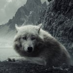 Download Animal Wolf PFP